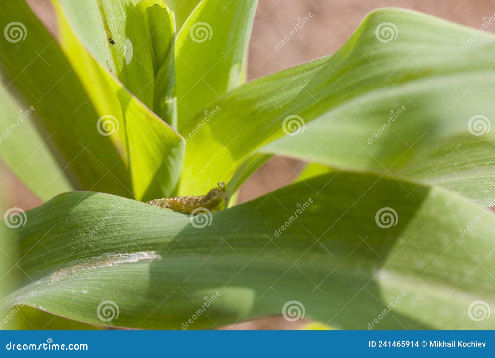 Fall Armyworm Spodoptera Frugiperda (Smith 1797) on the Corn Leaf Stock ...
