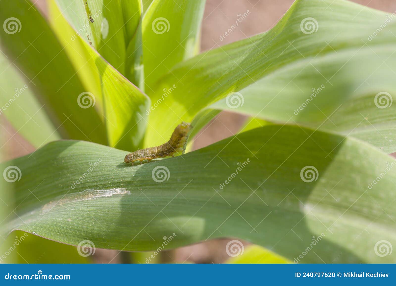 Fall Armyworm Spodoptera Frugiperda (Smith 1797) on the Corn Leaf Stock ...