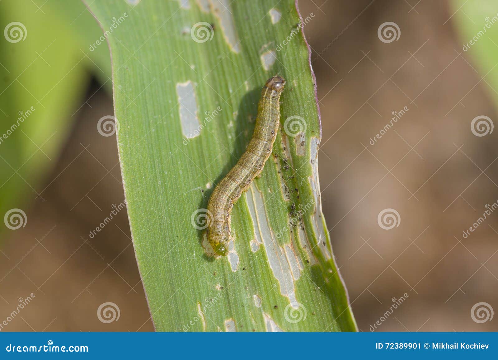 Fall Armyworm Spodoptera Frugiperda (Smith 1797) on the Corn Leaf Stock ...