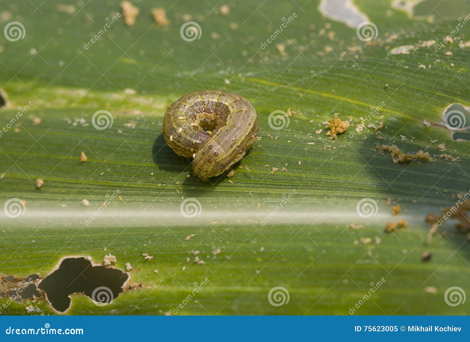 Fall Armyworm Spodoptera Frugiperda (Smith 1797) on the Corn Leaf Stock ...