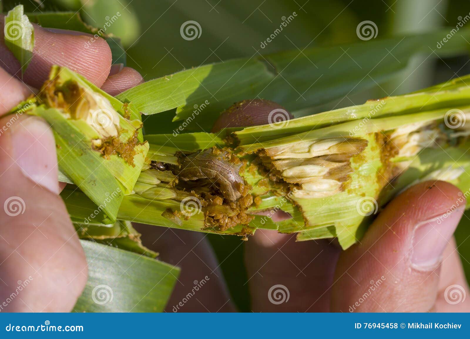 Fall Armyworm Spodoptera Frugiperda (Smith 1797) in Damaged Corn Shoot ...