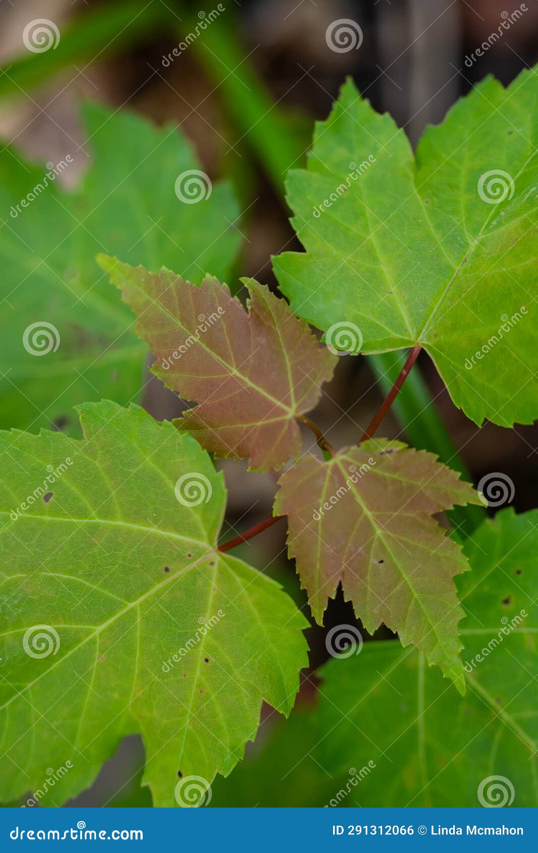 The Fall is Arriving and the Leaves are Beginning To Change in the ...