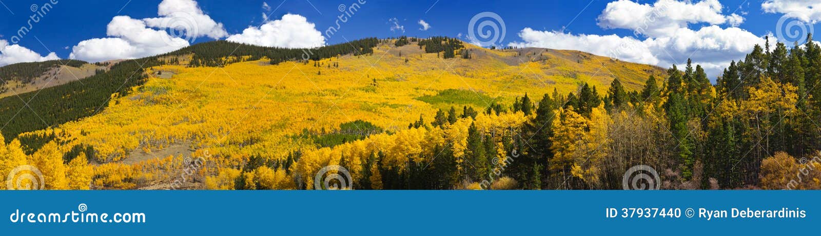 Fall Aspen Forest Panoramic Landscape Stock Photo - Image of forest ...