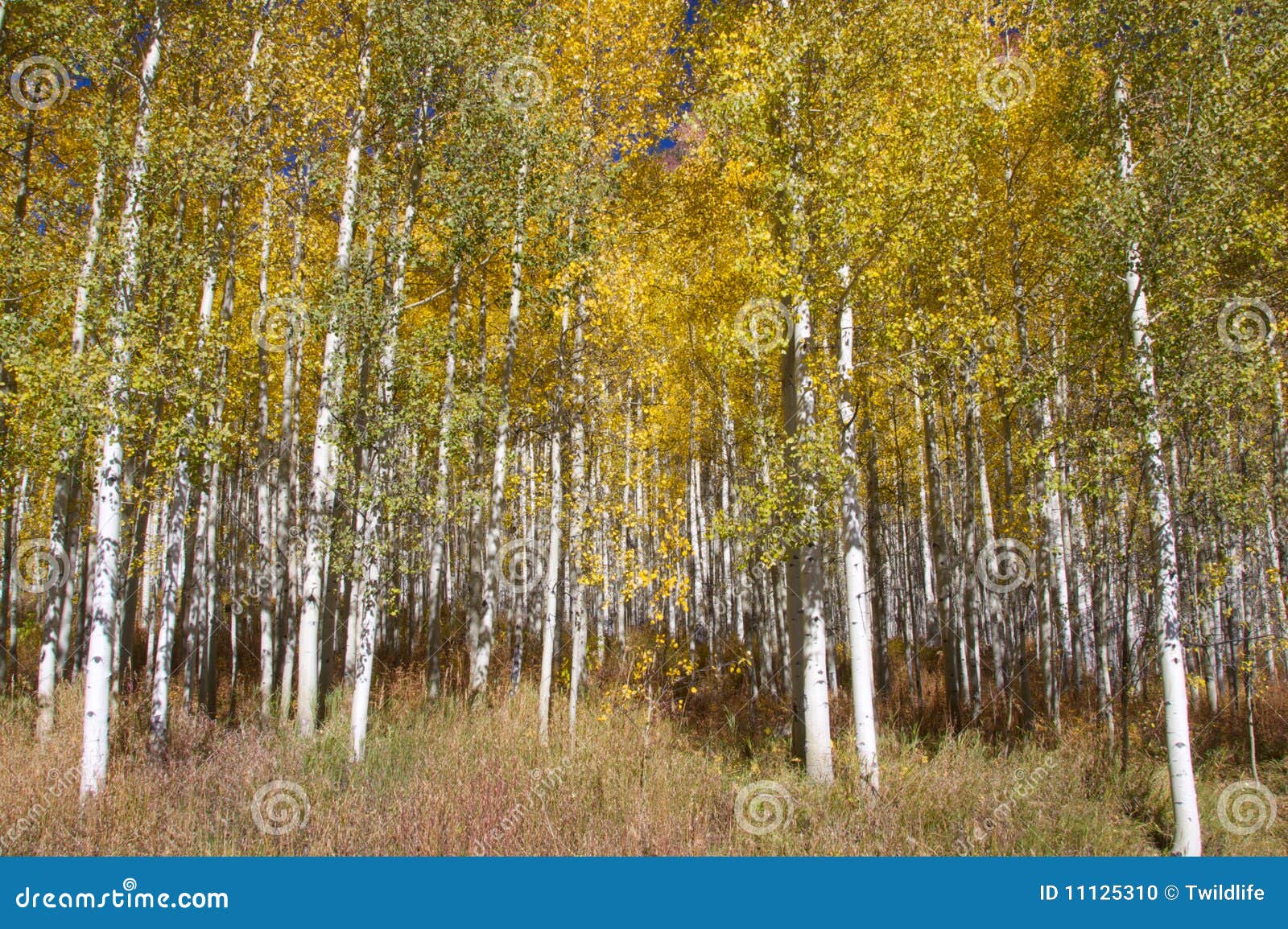 Fall Aspen Grove stock photo. Image of scenic, outdoors - 11125310