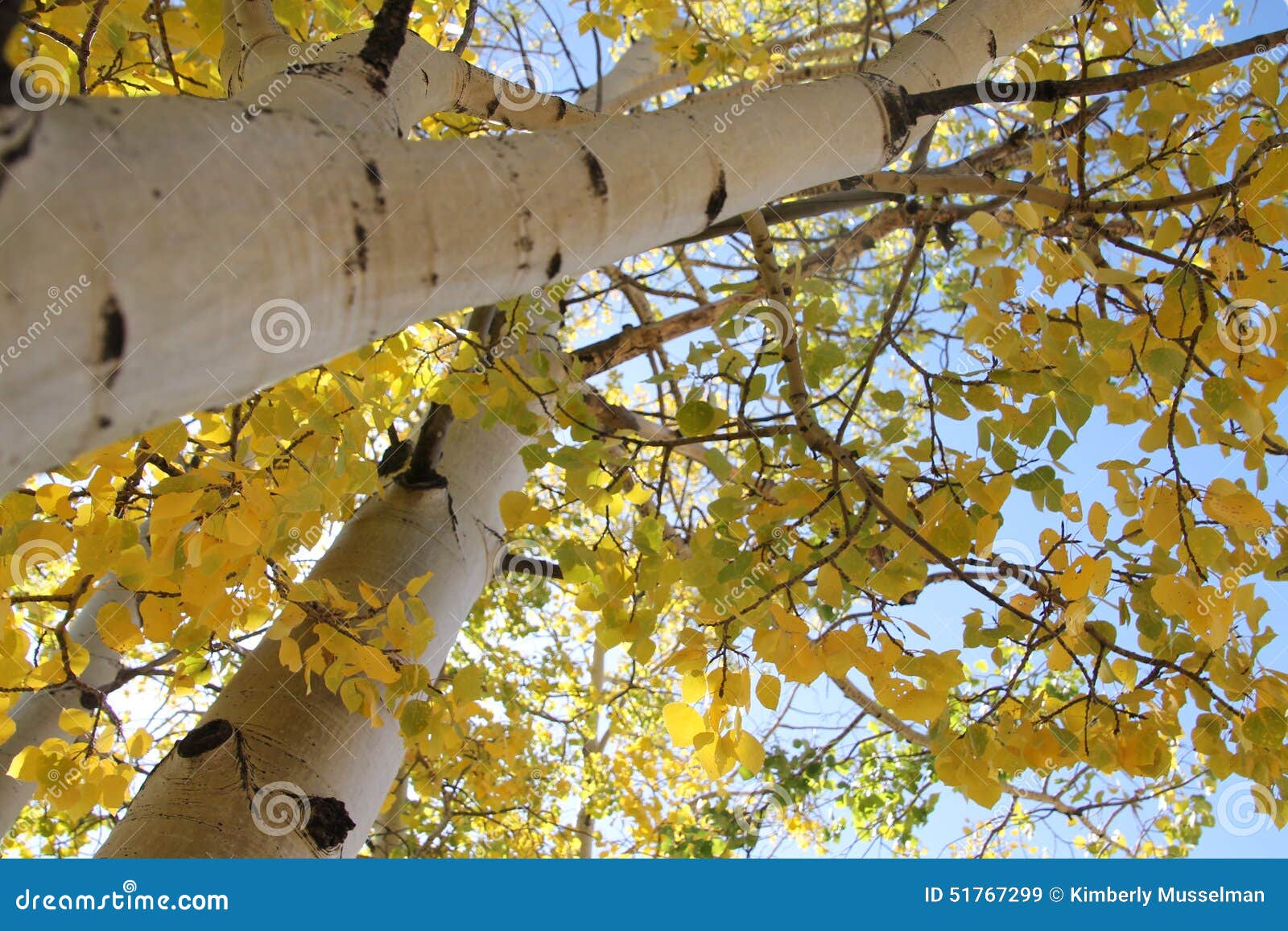 Fall aspen leaves stock image. Image of changing, fall - 51767299