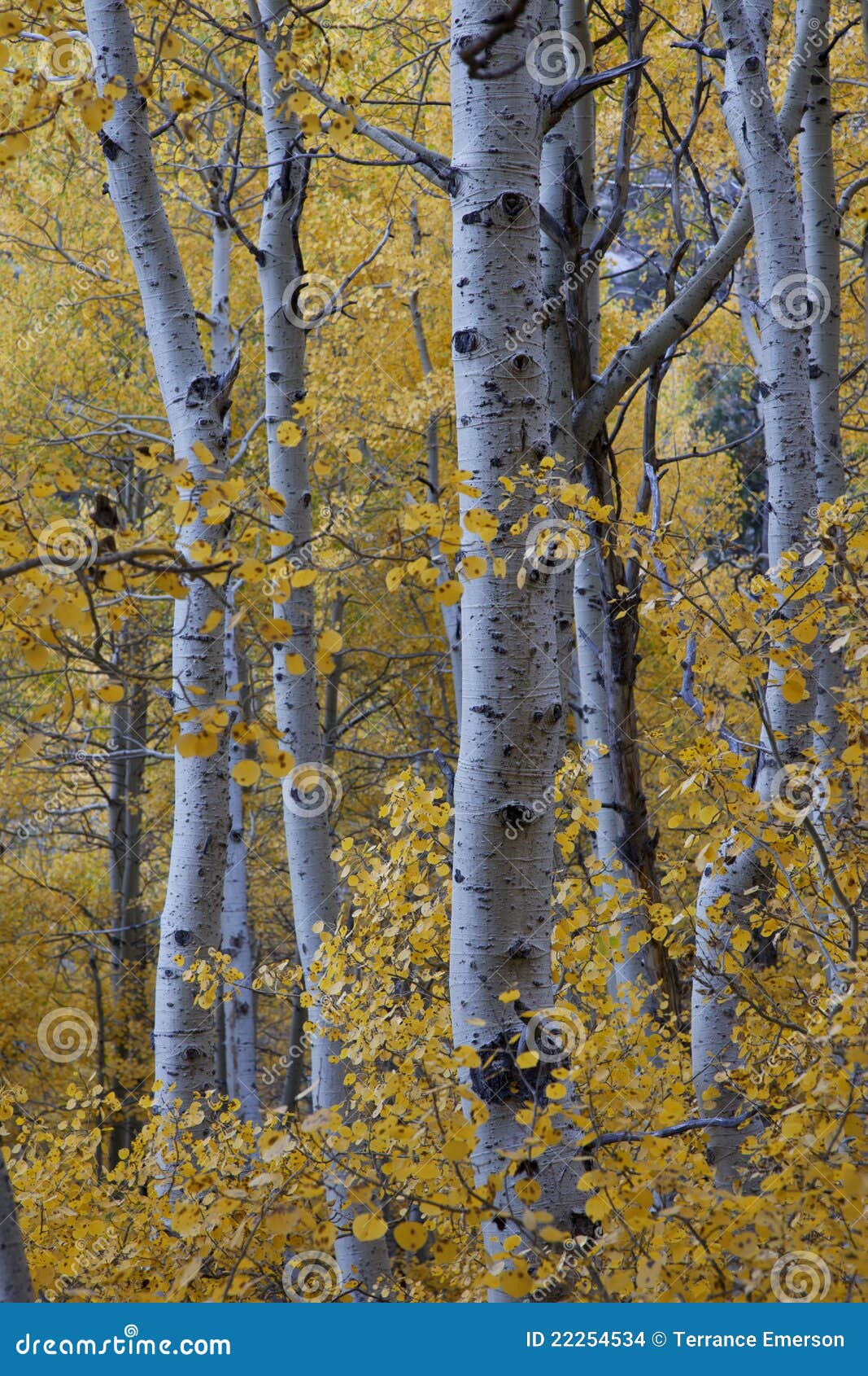 Fall Aspen Trees stock photo. Image of autumn, seasonal - 22254534