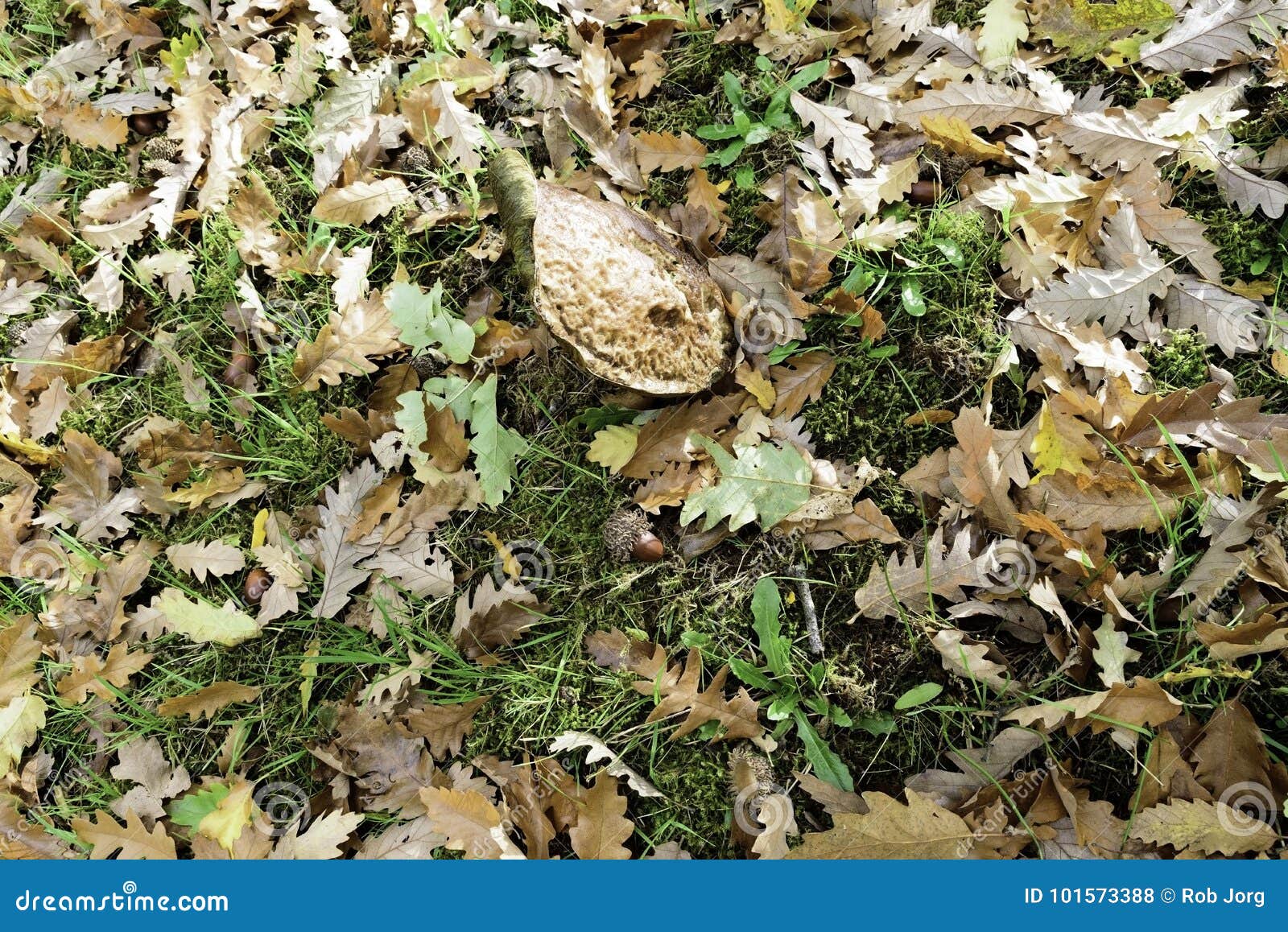 Fall or Autum Colorful Fungi Stock Photo - Image of october, bright ...