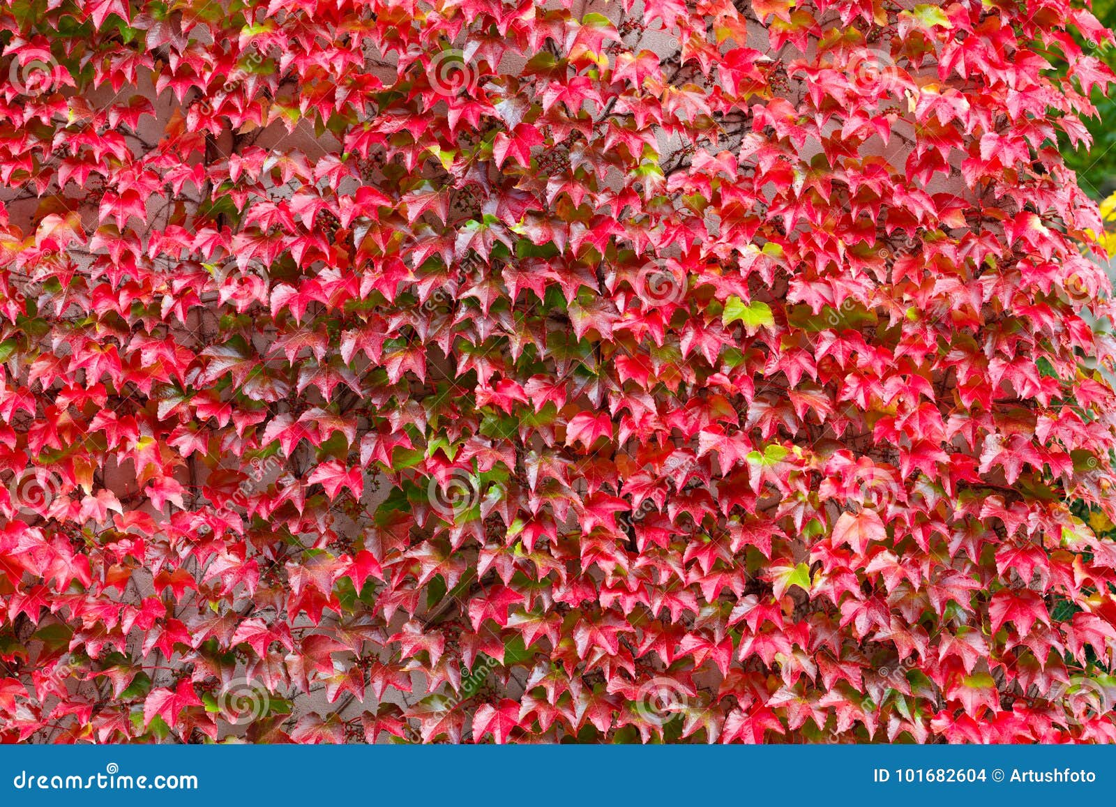 Fall Autumn Background with Red Leaves for Backdrop Stock Photo - Image ...