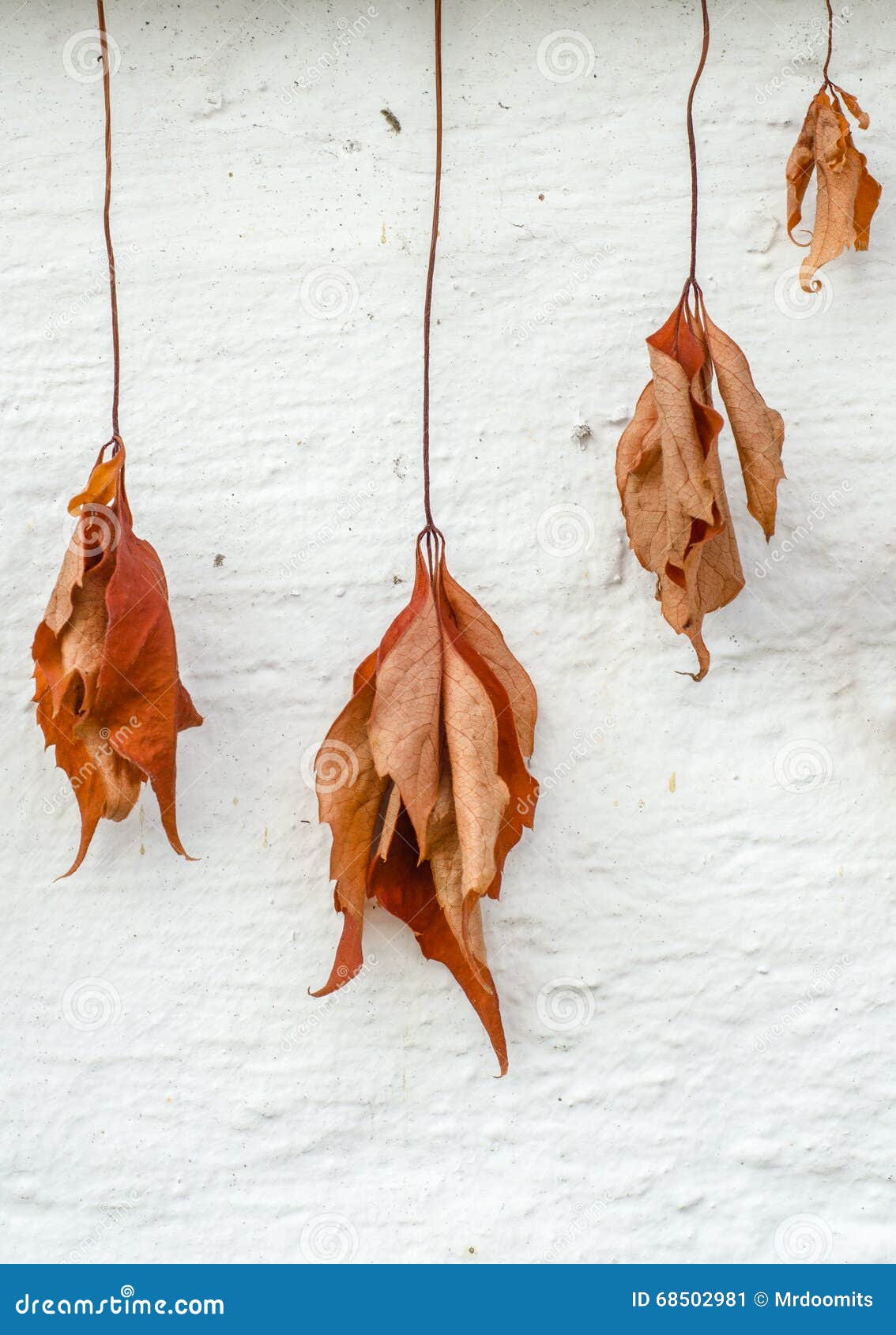 Fall or Autumn Dead Leaves stock image. Image of abstract - 68502981