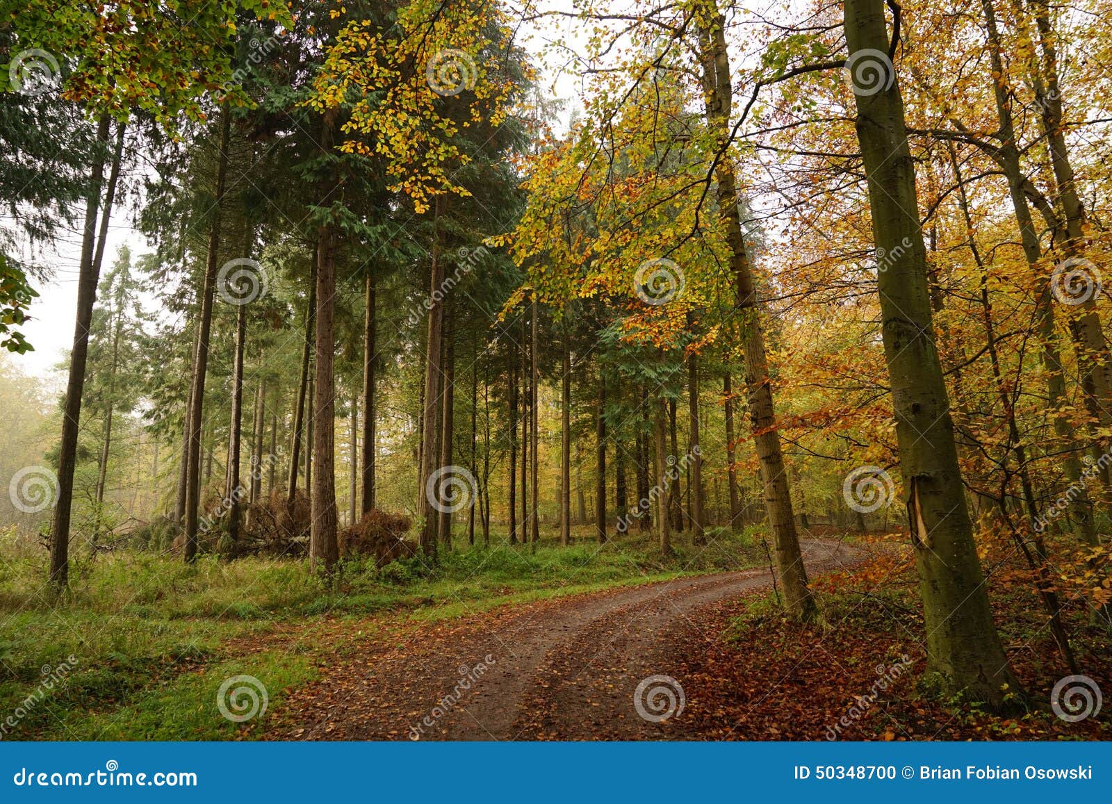 Fall stock photo. Image of trees, danmark, colors, autumn - 50348700