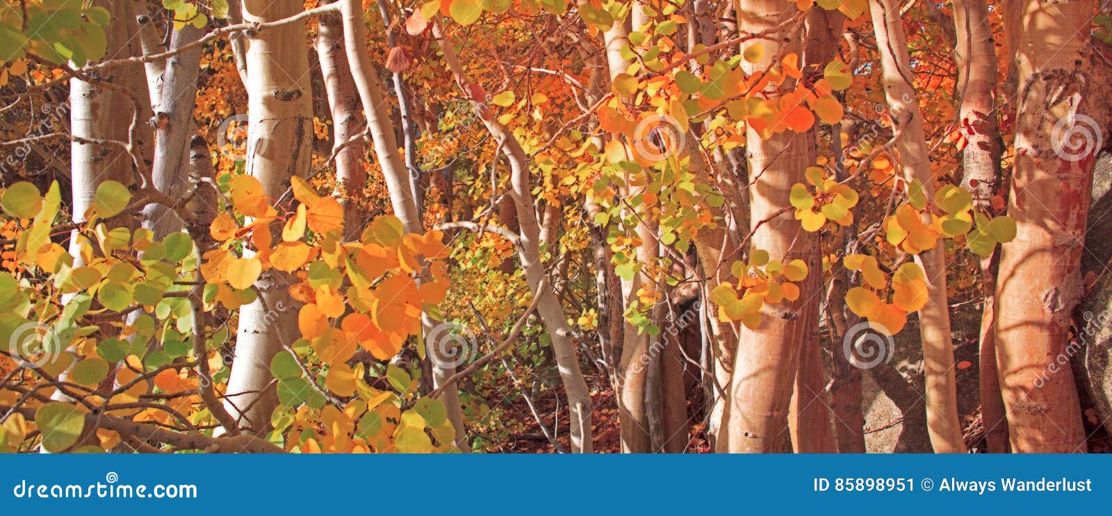 Fall and Autumn Detail stock image. Image of floral, illuminated - 85898951