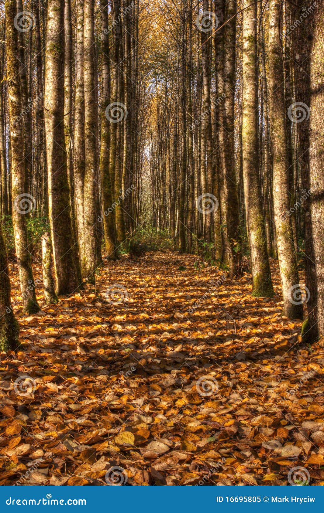 Fall Autumn Gold stock image. Image of covered, blanket - 16695805
