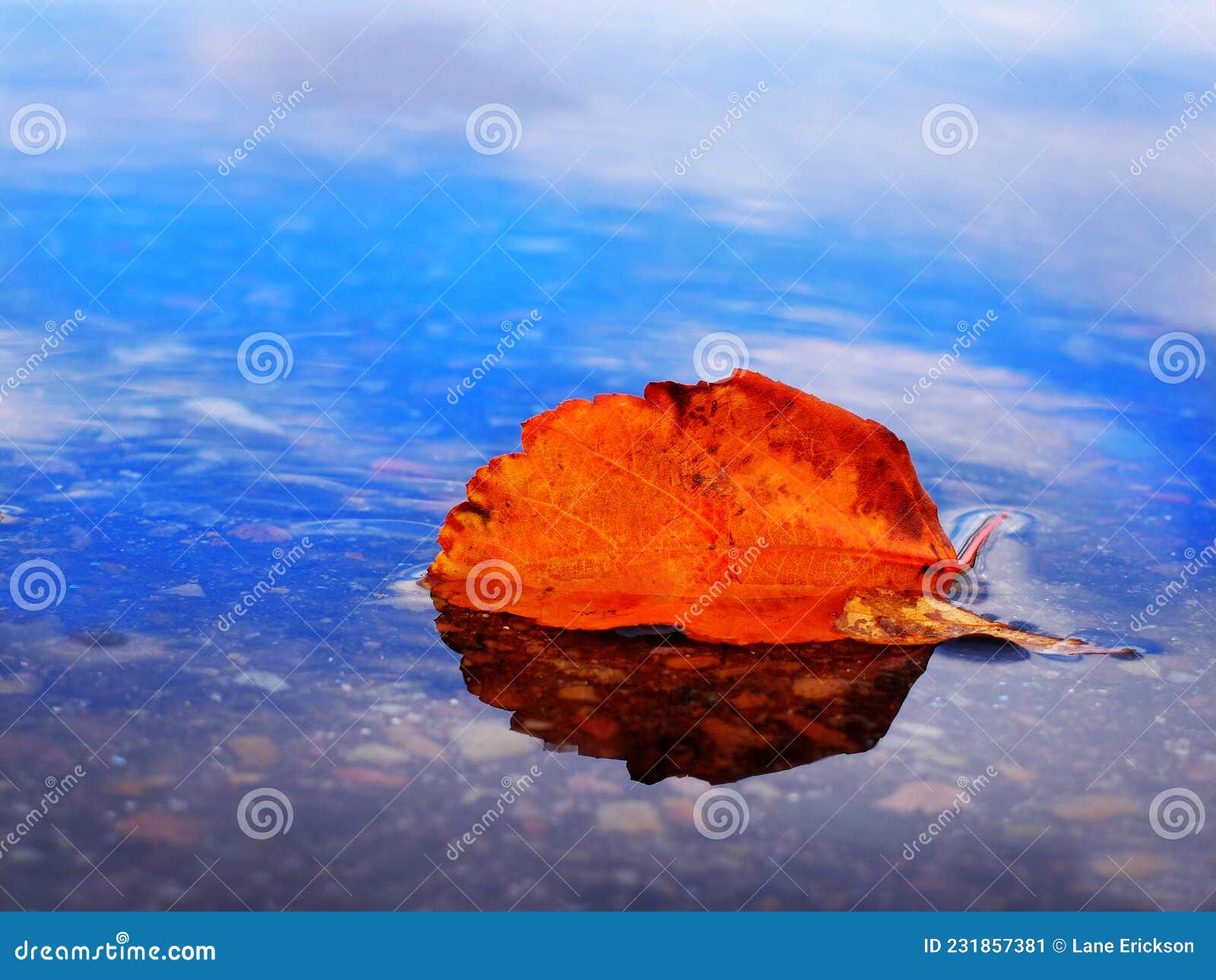 Fall Autumn Leaf in Water with Blue Reflection of Sky Stock Image ...