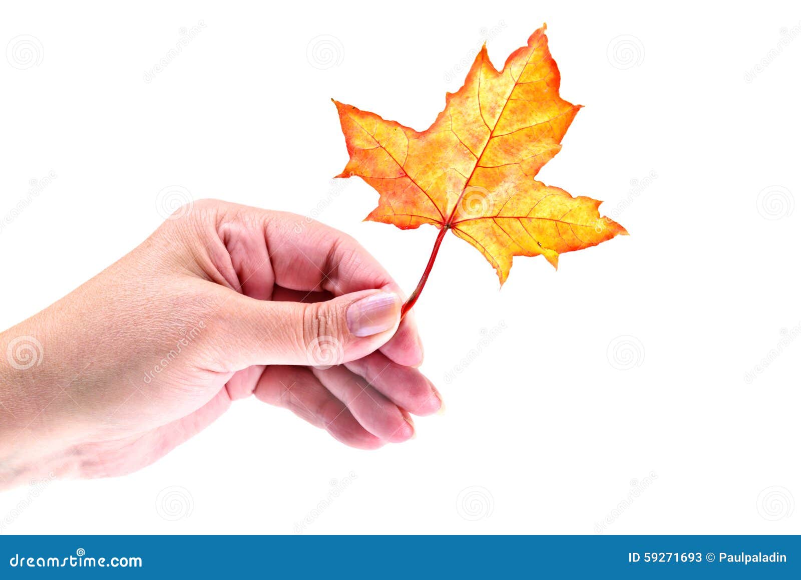 Fall Autumn Leaf in Women Hand Stock Image - Image of background ...