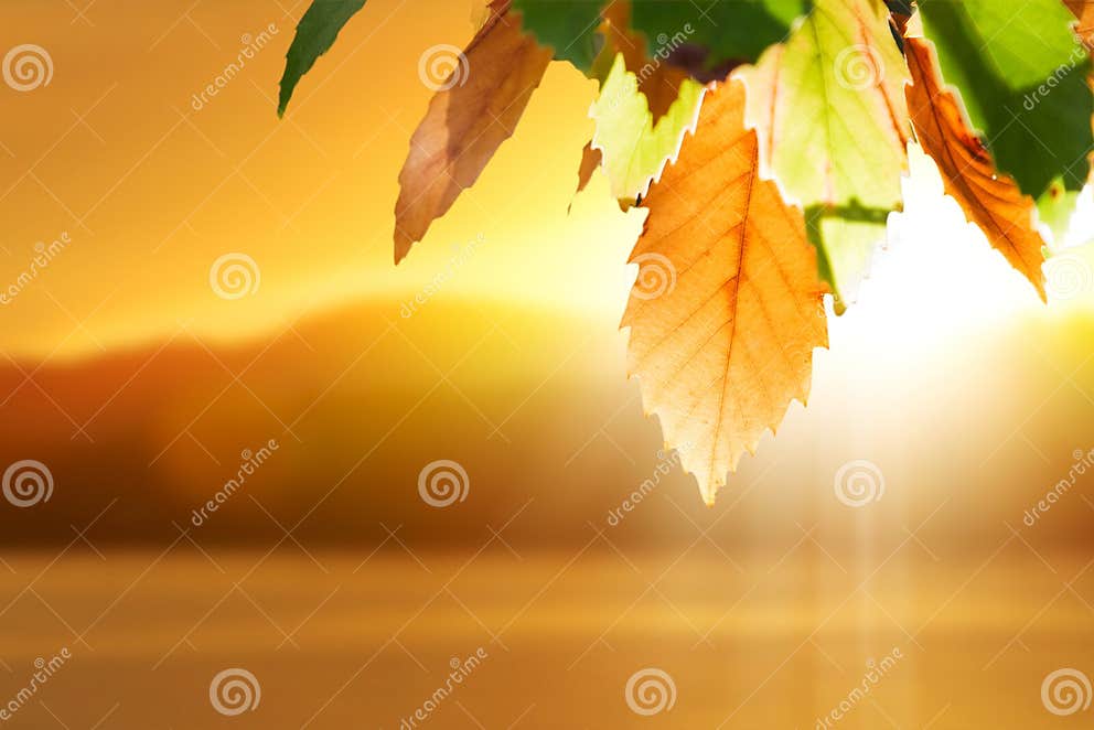 Fall autumn leaves stock image. Image of leaf, fall, color - 19297767