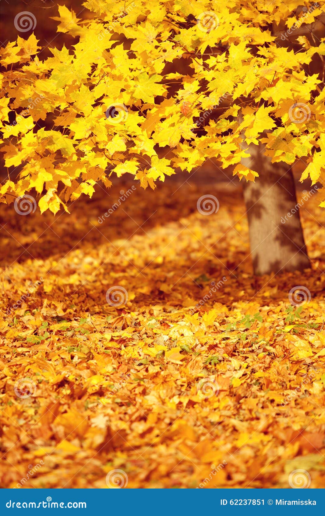 Fall, Autumn, Leaves Background. a Tree Branch with Autumn Leave Stock ...