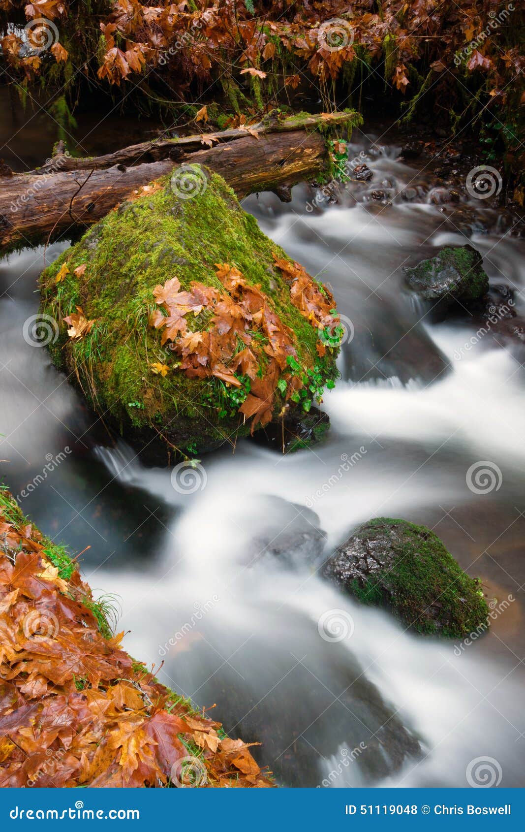 Fall Autumn Leaves Forest Stream Bubbling Brook Mossy River Stock Photo ...