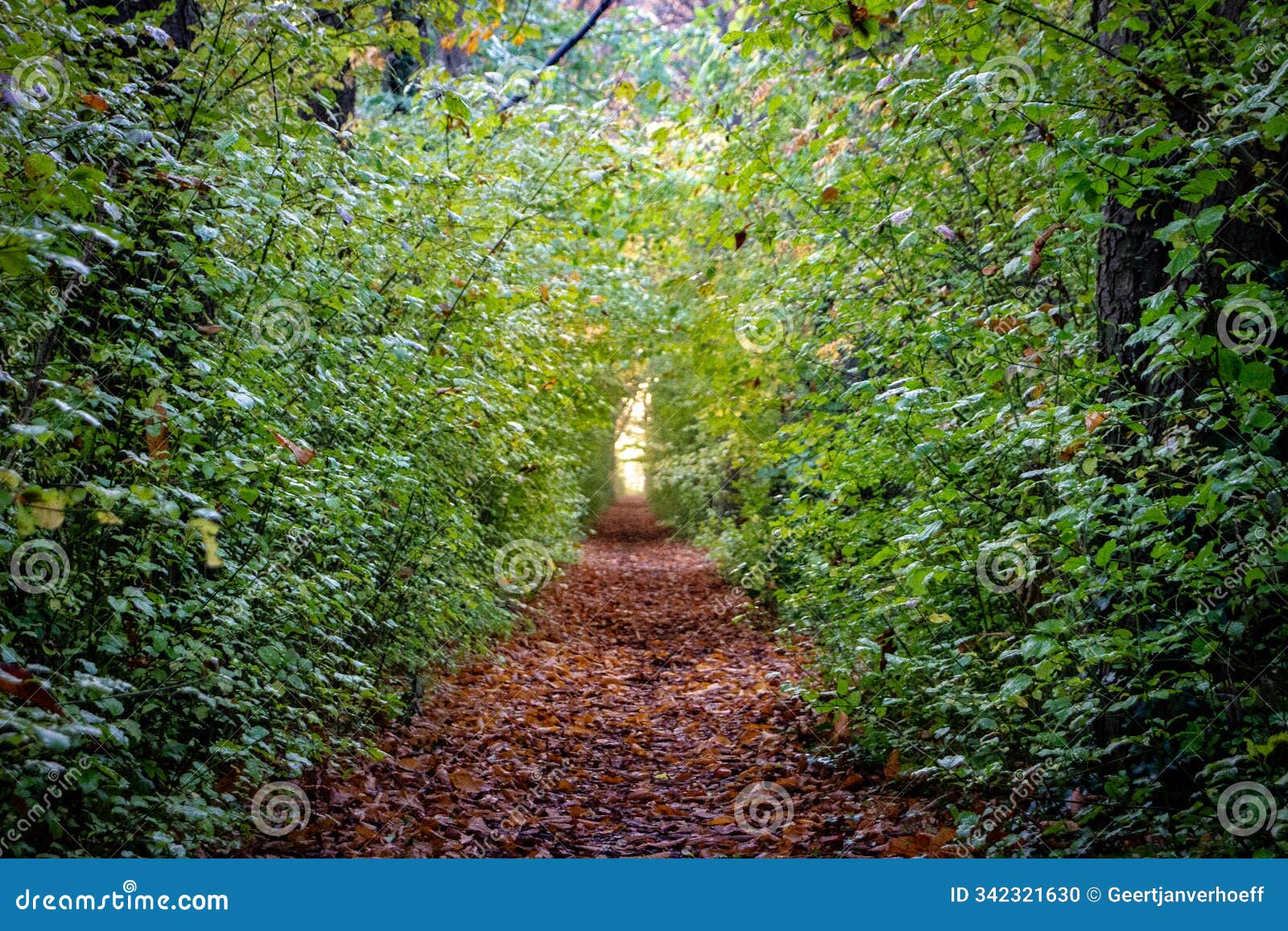 Fall Autumn Leaves on Ground Narrow Path Forest Stock Photo - Image of ...