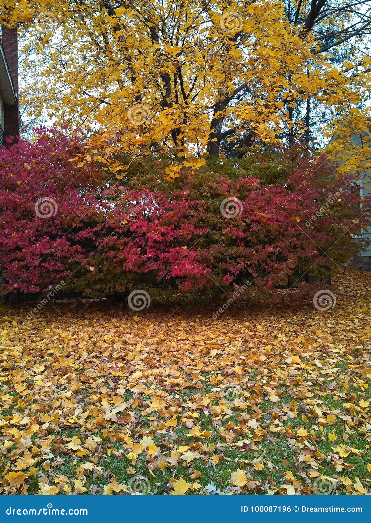 Autumn stock photo. Image of autumn, bushes, fall, outside - 100087196