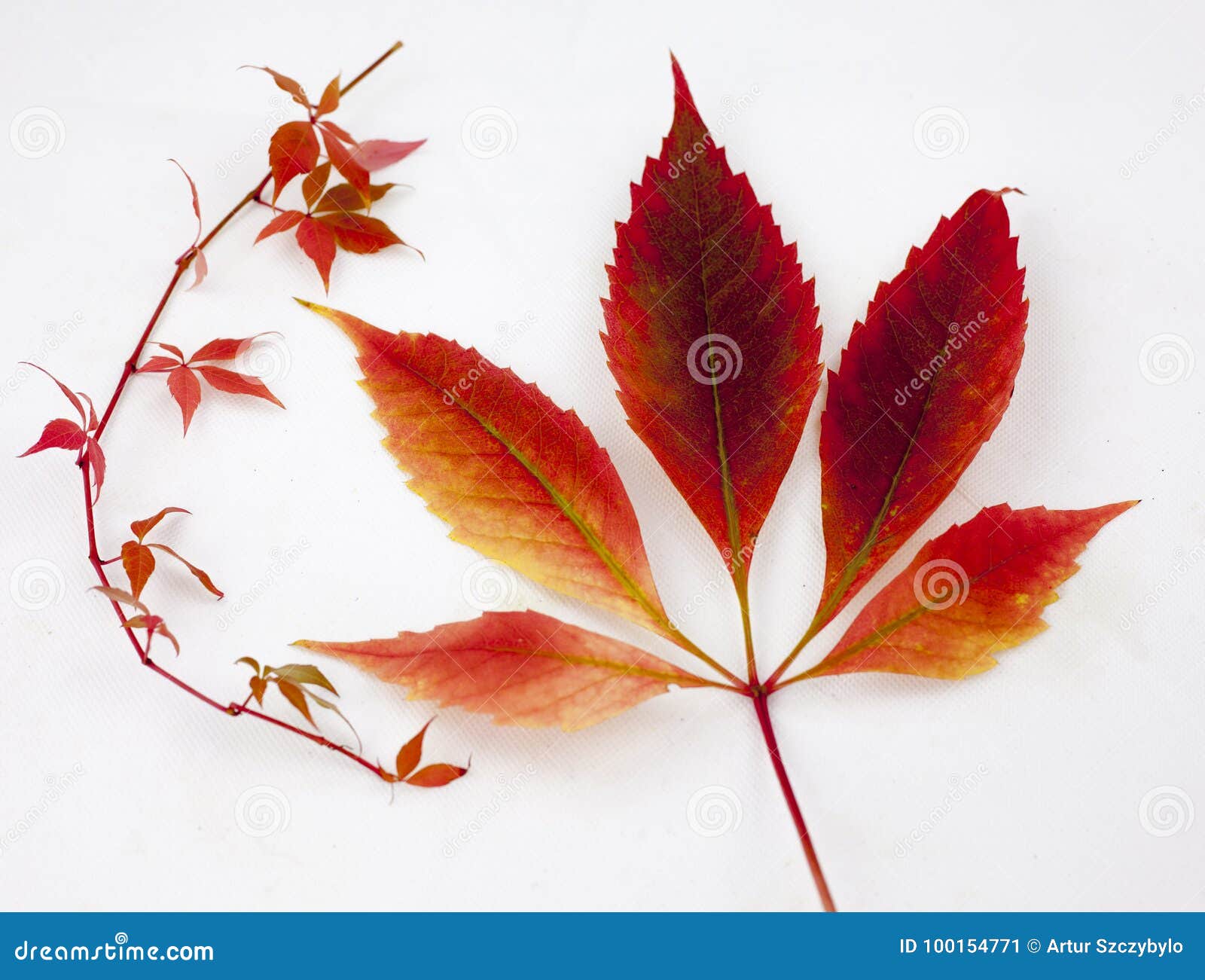 Fall and Autumn Leaves on a White Background Collection Stock Image ...