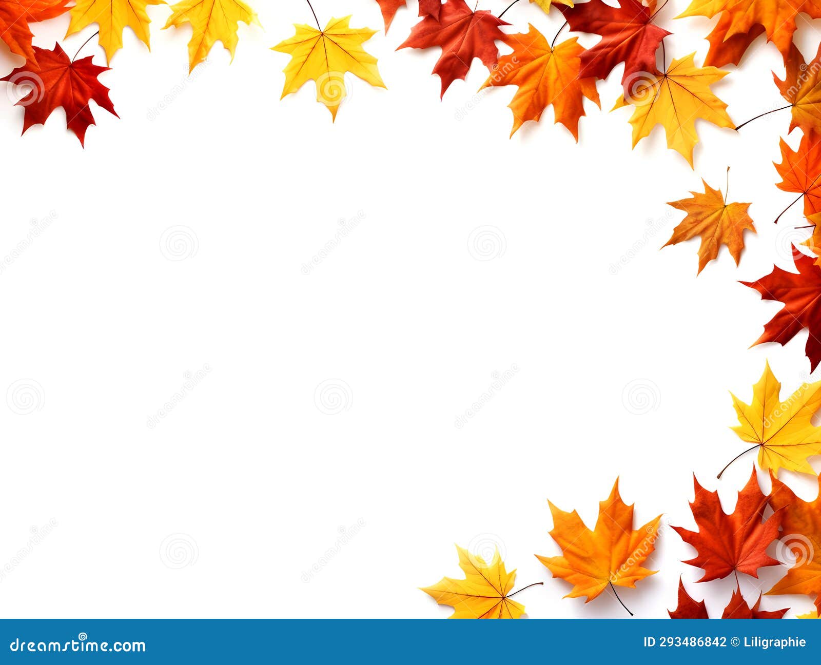 Fall Autumn Maple Leaves Border on White Background Stock Photo - Image ...