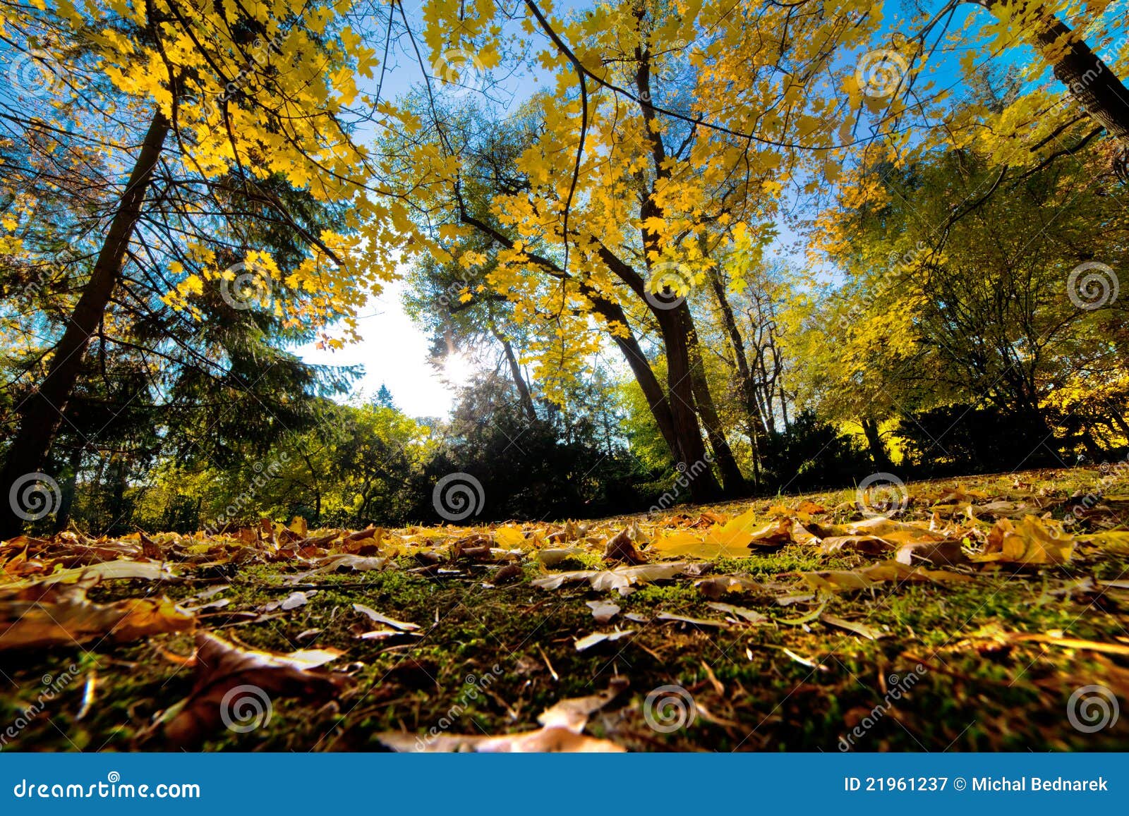 Fall Autumn Park. Falling Leaves Stock Image - Image of colour, outdoor ...