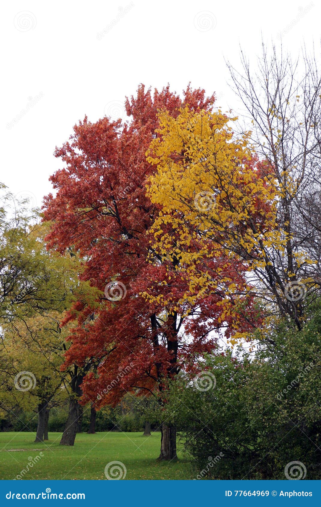 Fall stock image. Image of leaf, park, climate, nature - 77664969