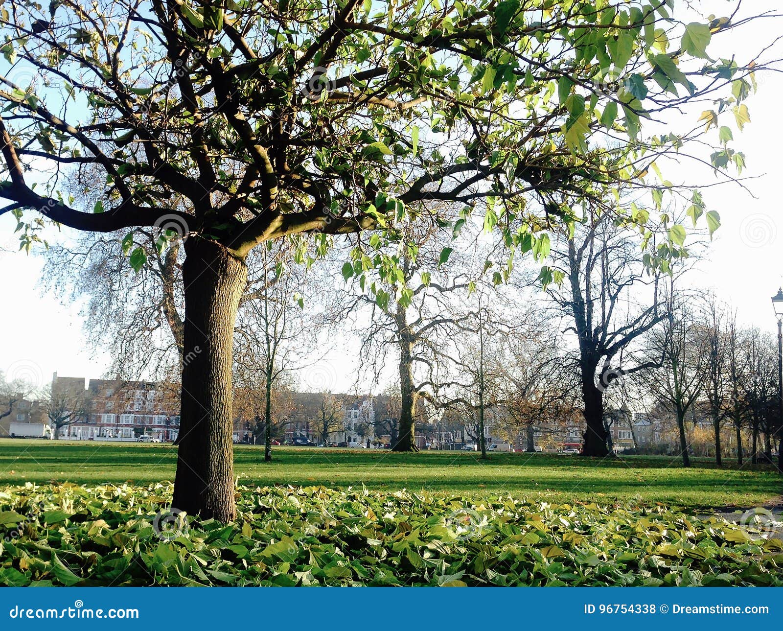 Fall/autumn Season in Clapham Common Park, London Stock Photo - Image ...