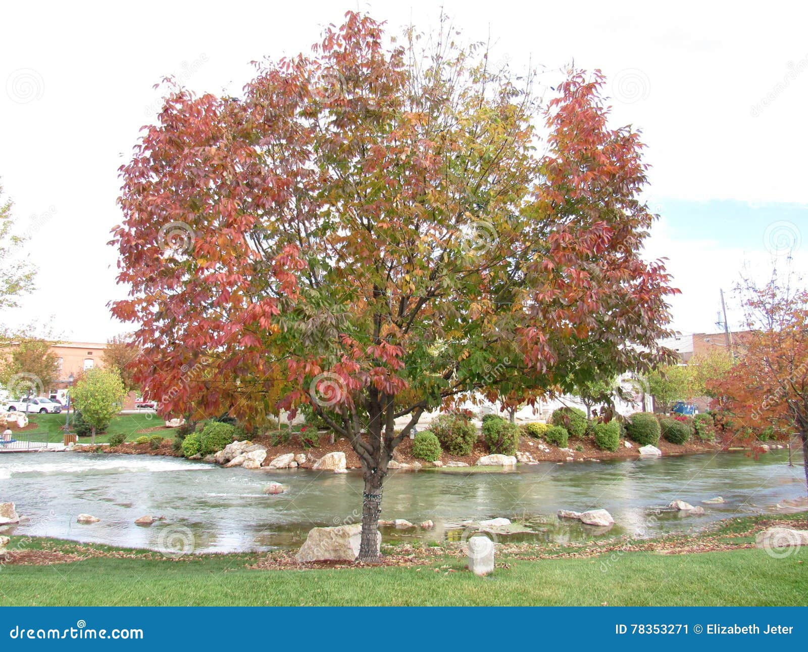 Fall Autumn Tree on Stream Side Stock Image - Image of tree, autumn ...