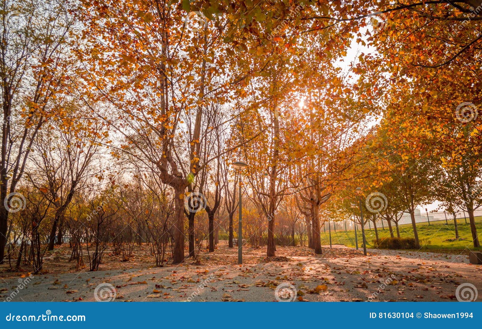Fall.autumn trees colors stock photo. Image of environment - 81630104