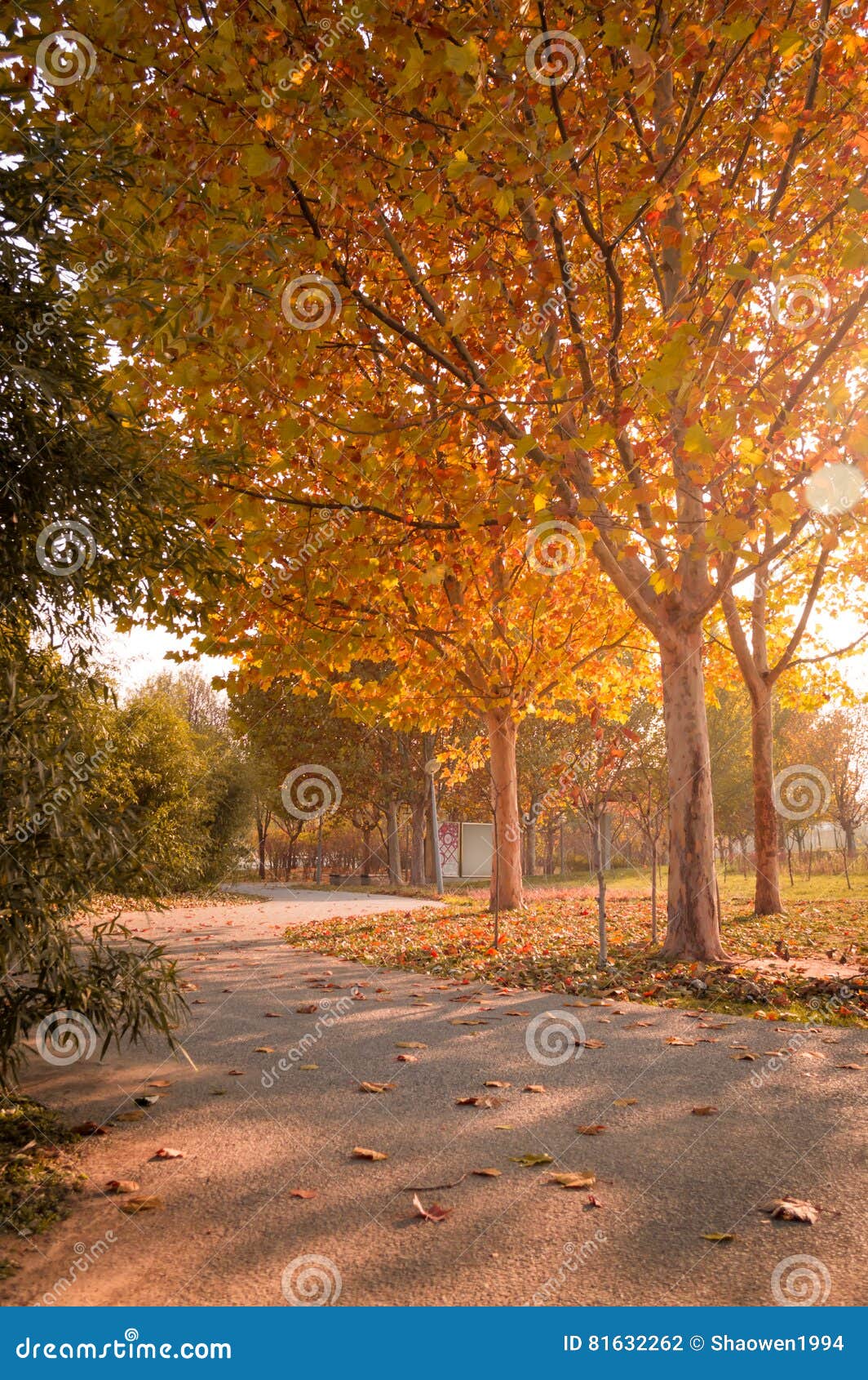 Fall.autumn trees colors 2 stock photo. Image of park - 81632262