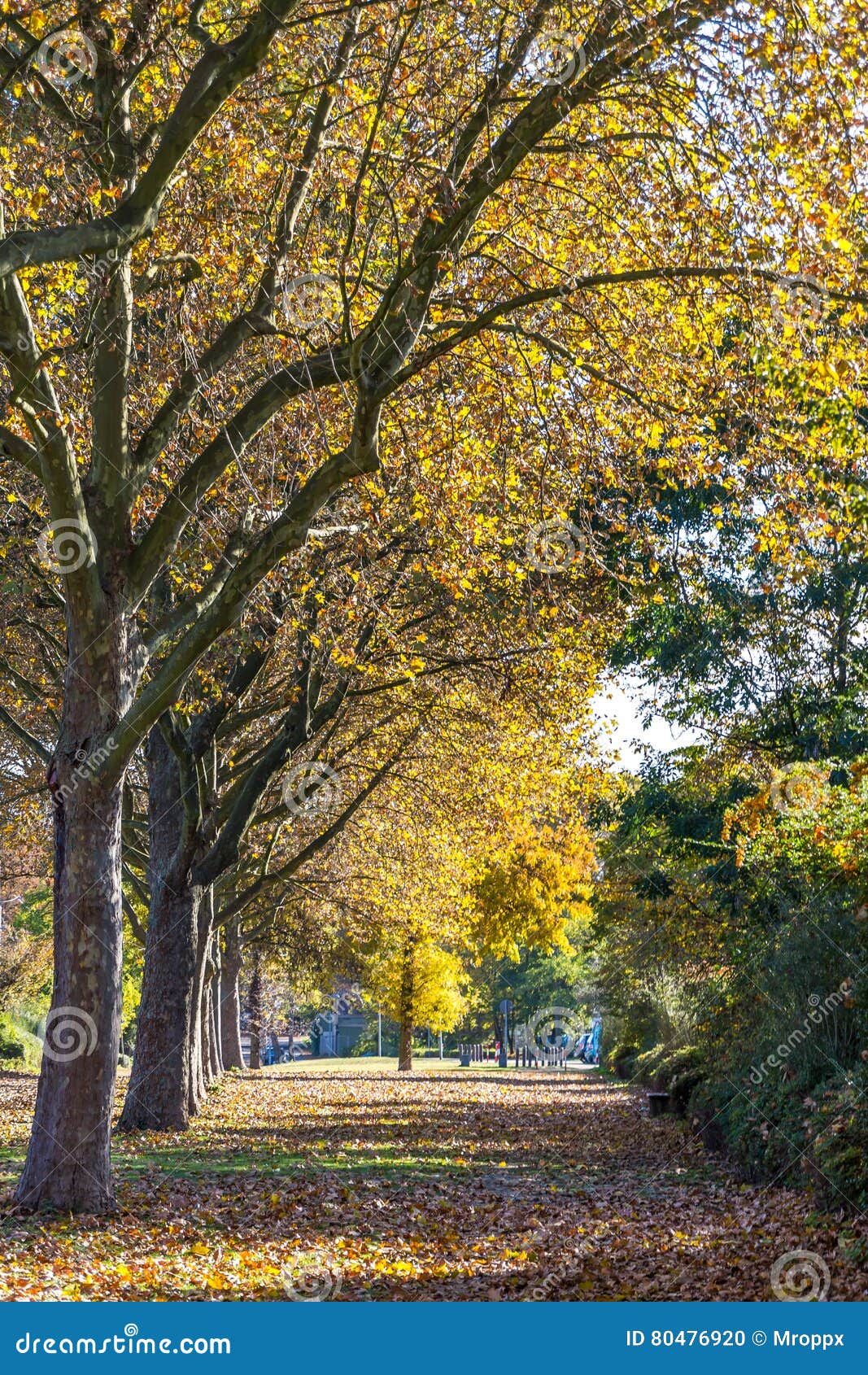 Fall Autumn way to walk stock photo. Image of trees, clear - 80476920