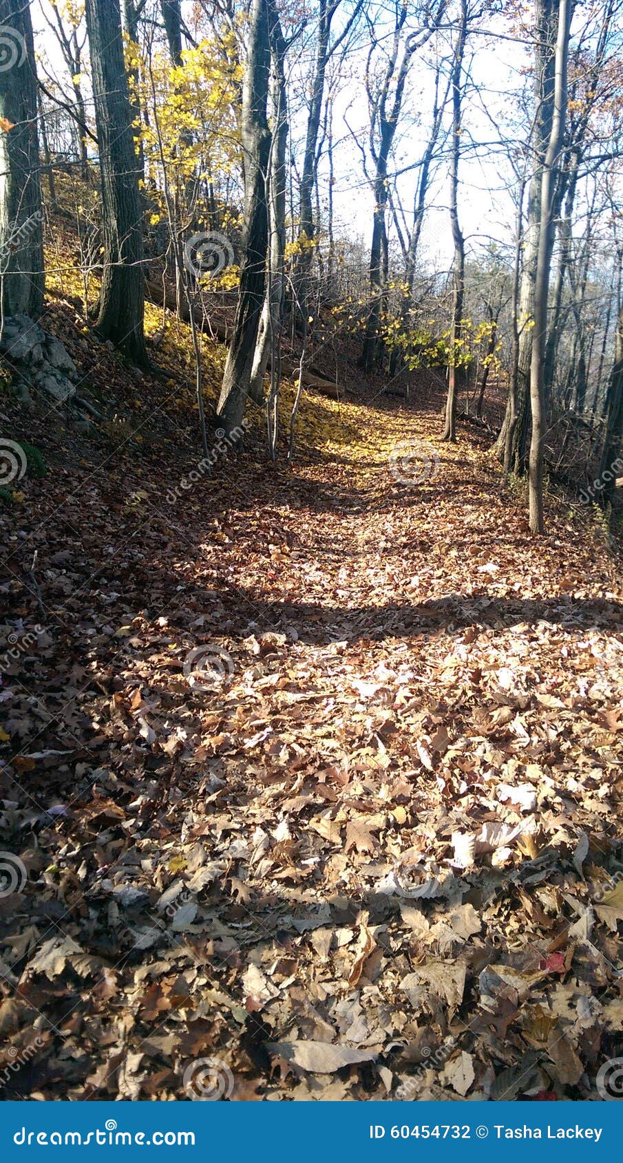 Fall away stock photo. Image of nature, leaves, away - 60454732