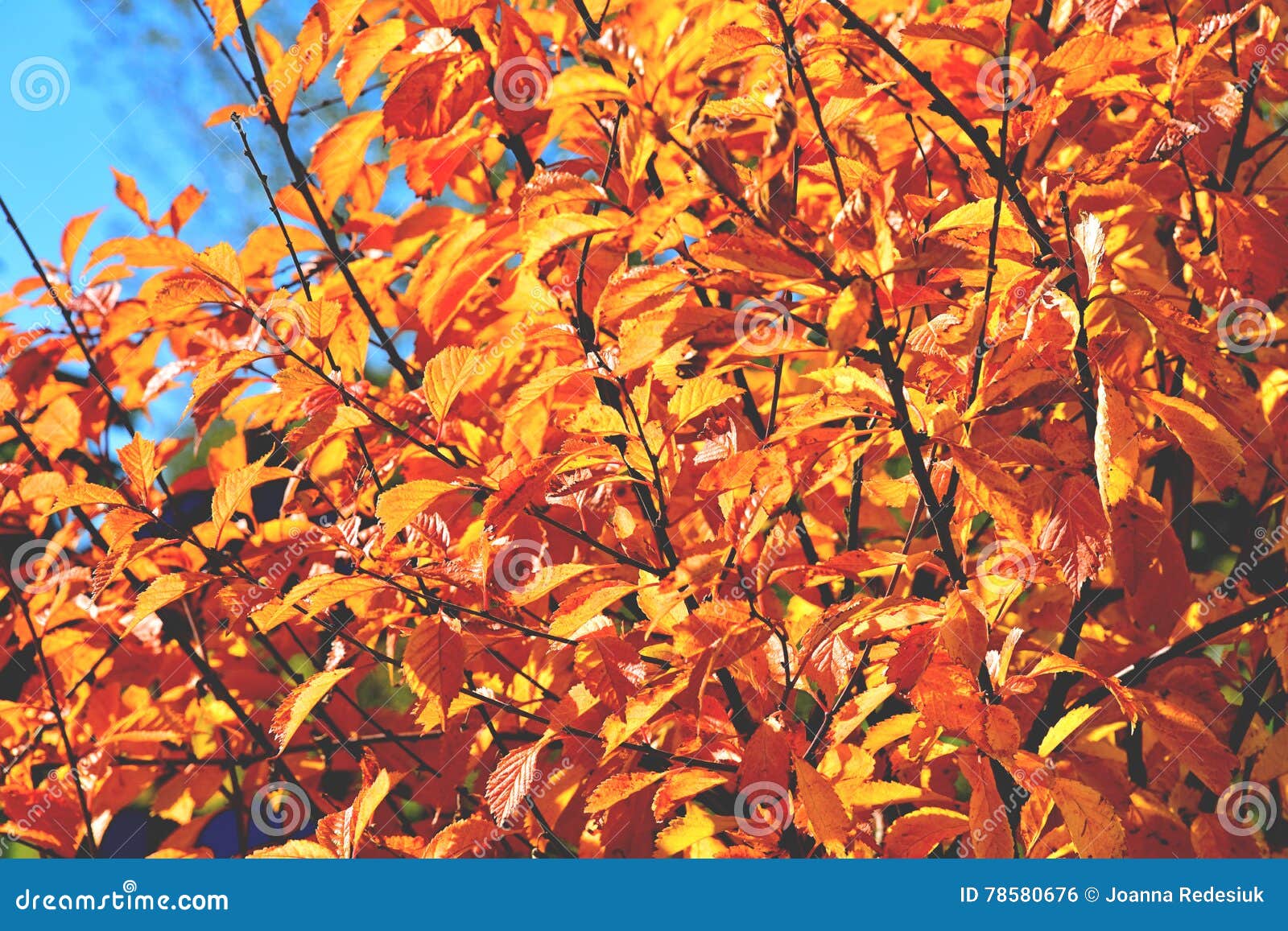 Fall background stock photo. Image of autumn, orange - 78580676