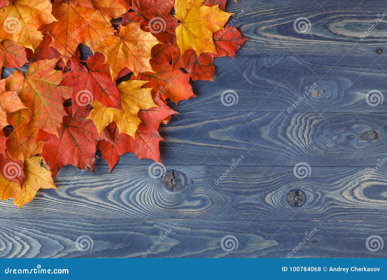 Fall Background Frame with Maple Leaves on Blue Stock Photo - Image of ...