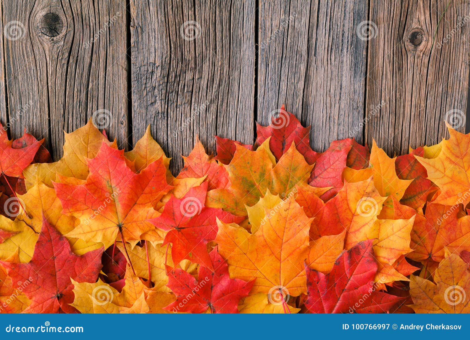 Fall Background with Maple Leaves on Wood Table Stock Image - Image of ...