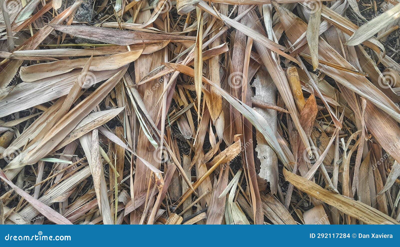 Fall of Bamboo Leaves in the Rainforest in Summer Stock Photo - Image ...