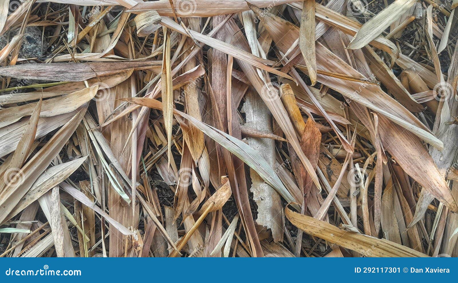 The Fall of Bamboo Leaves Under the Summer Forest Stock Image - Image ...