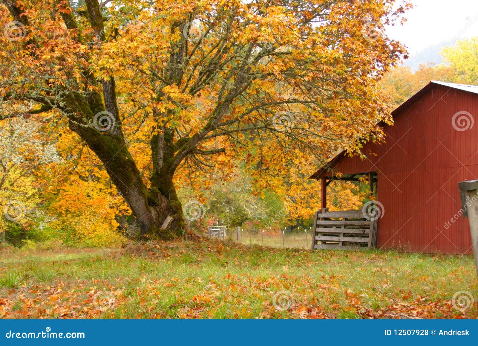 Fall Barn and Tree stock photo. Image of stable, orange - 12507928