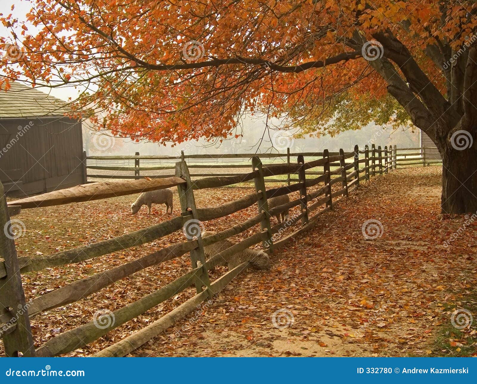 Fall Barnyard stock photo. Image of autumn, wool, fall - 332780