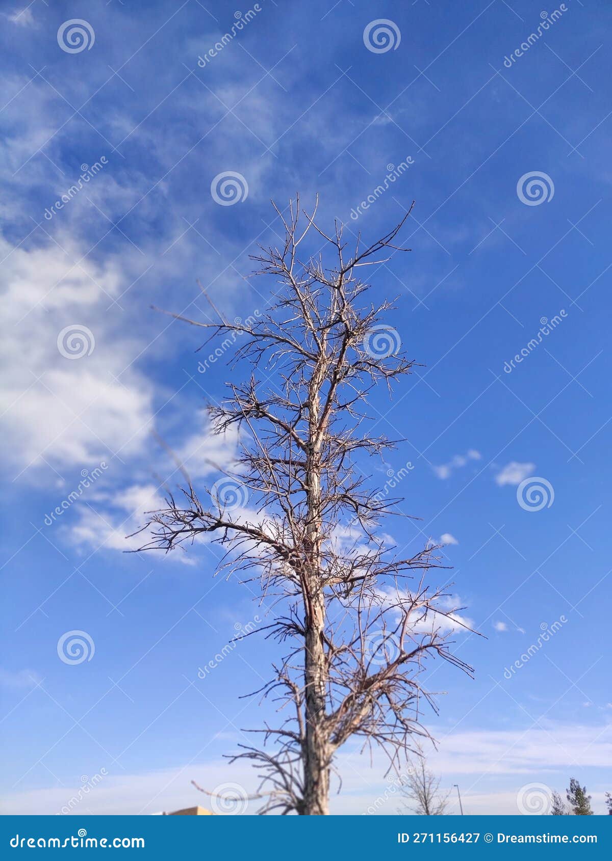 Fall Barren Tree in Clear Blue Skies Stock Image - Image of plant ...