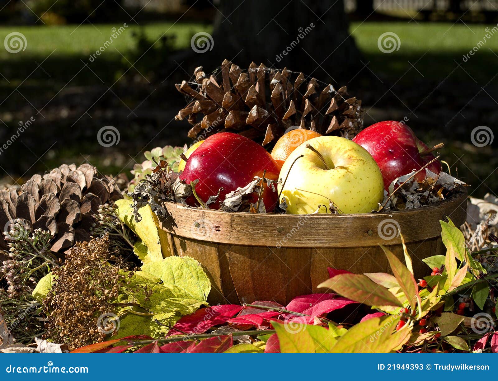 Fall Basket of Apples stock image. Image of food, outdoors - 21949393