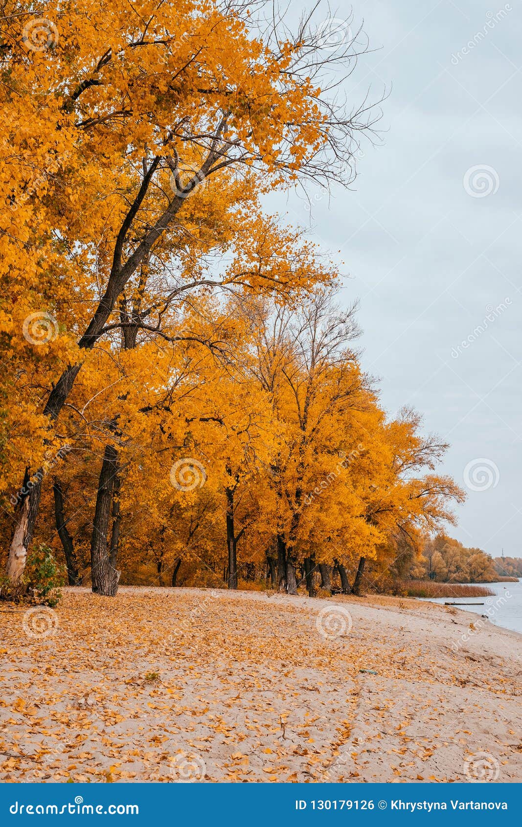 Fall beach of the river stock photo. Image of fall, environment - 130179126