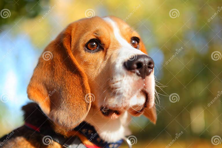 Fall beagle dog stock image. Image of warm, bokeh, face - 35091247