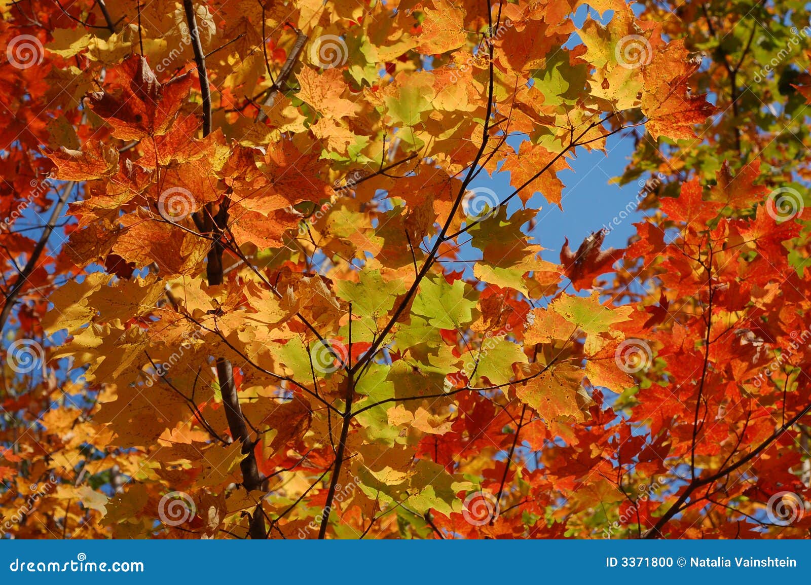 Fall beautiful leaves stock photo. Image of woods, yellow - 3371800
