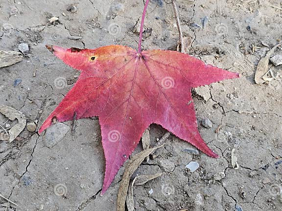 Fall: a Beautiful Single Red Leaf on Ground Stock Photo - Image of ...