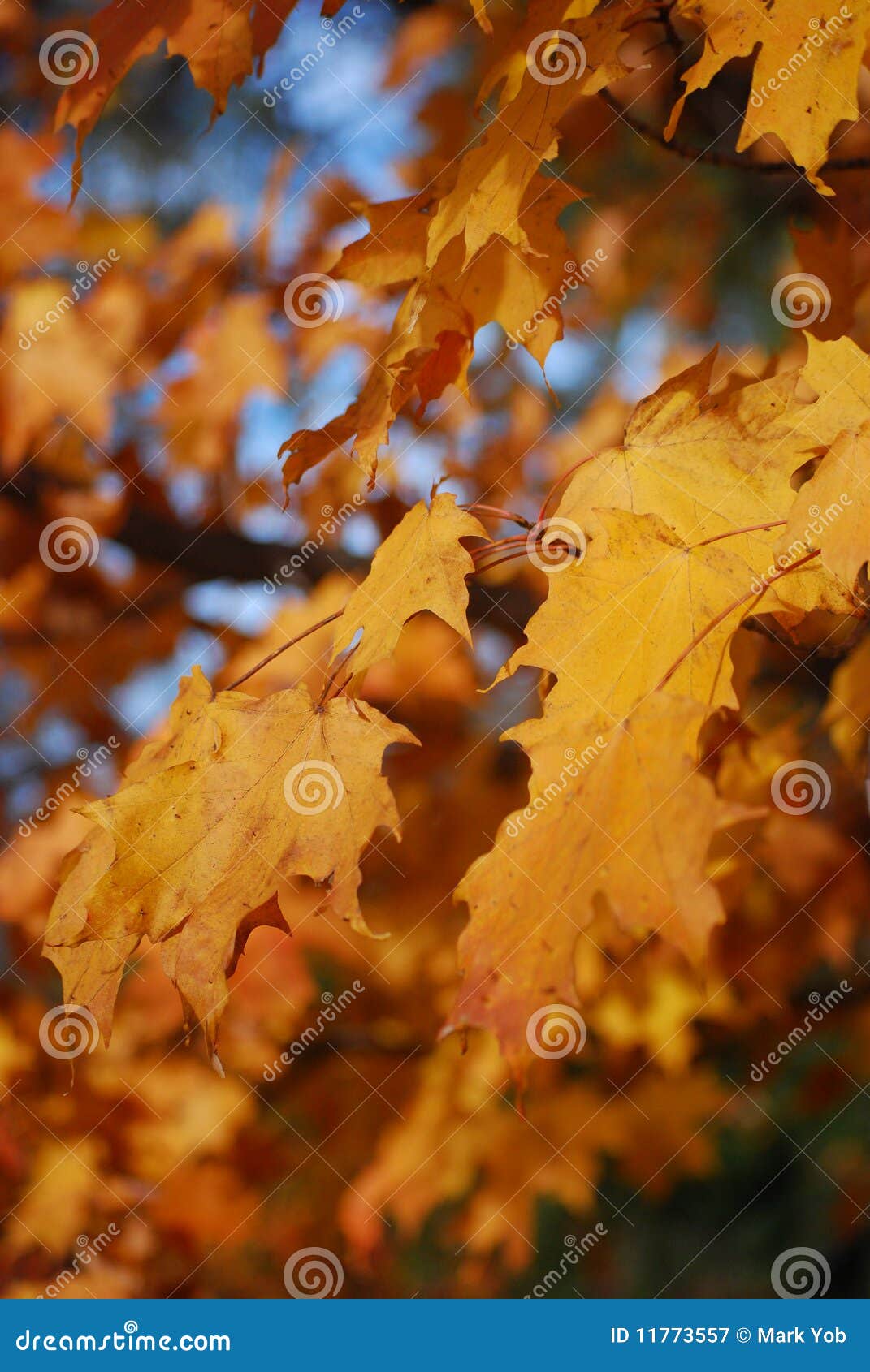 Fall Beauty stock image. Image of foliage, color, branches - 11773557
