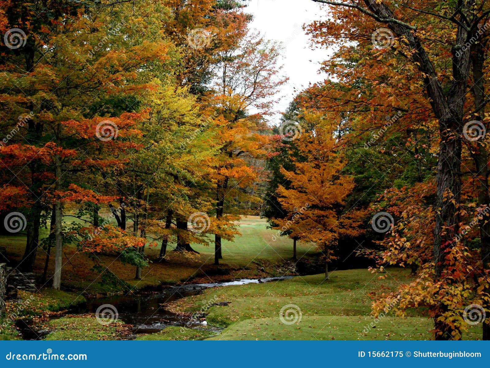 Fall Beauty stock image. Image of colors, landscape, plants - 15662175