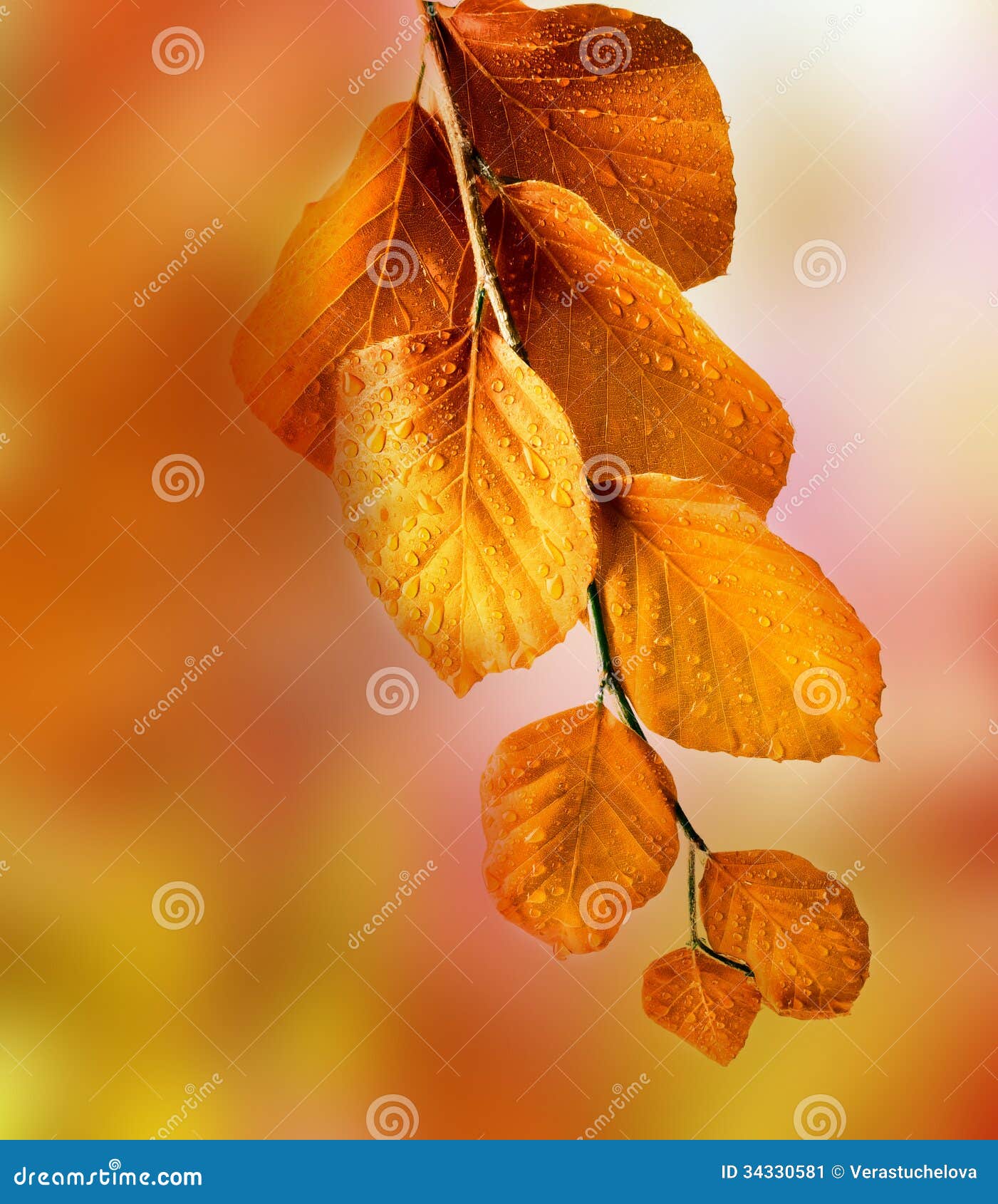 Fall beech branch stock image. Image of floliage, autumnal - 34330581