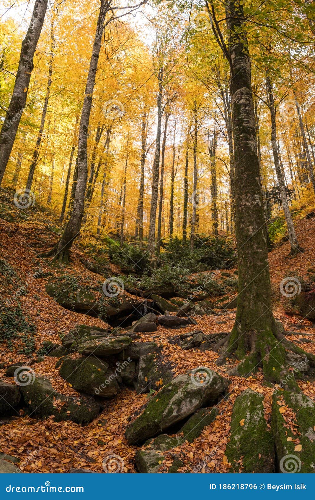 Fall in the Beech Tree Forest Stock Photo - Image of beech, idyllic ...